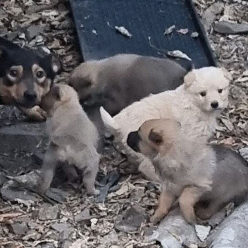 Щенок в добрые руки