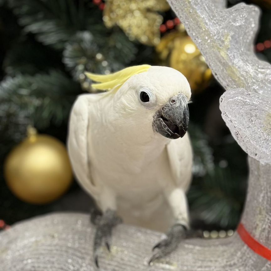 Попугай какаду выкормыш ручной