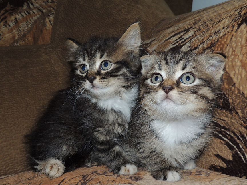 Котята от шотландской вислоухой кошки