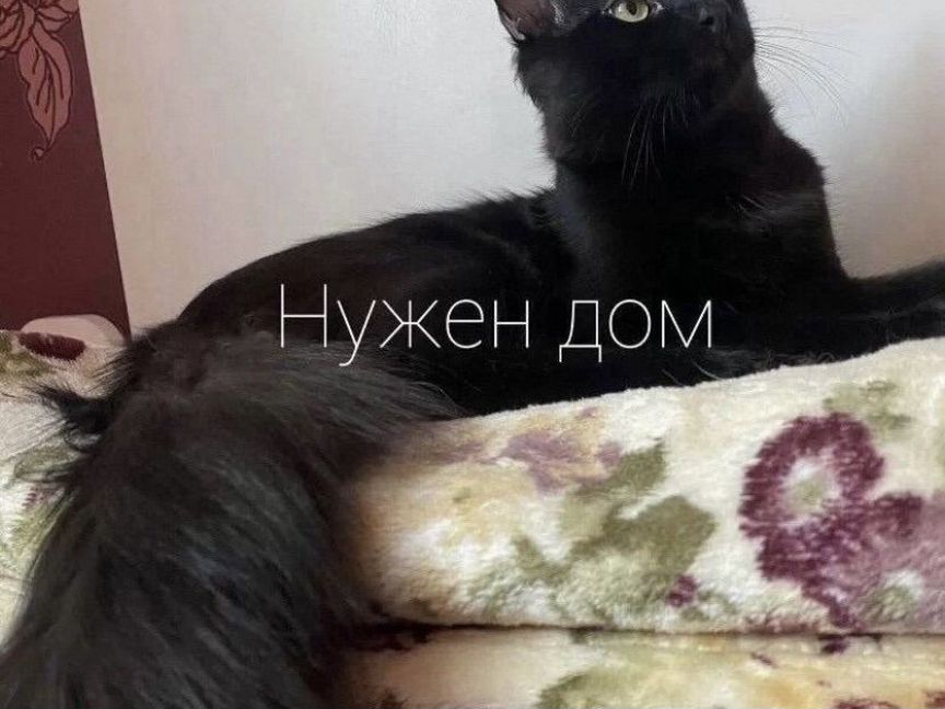 Черный котенок с хвостом как у белки спасен