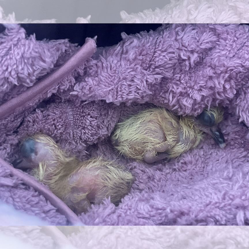 Отдаю в доьрые руки им только один день жизни