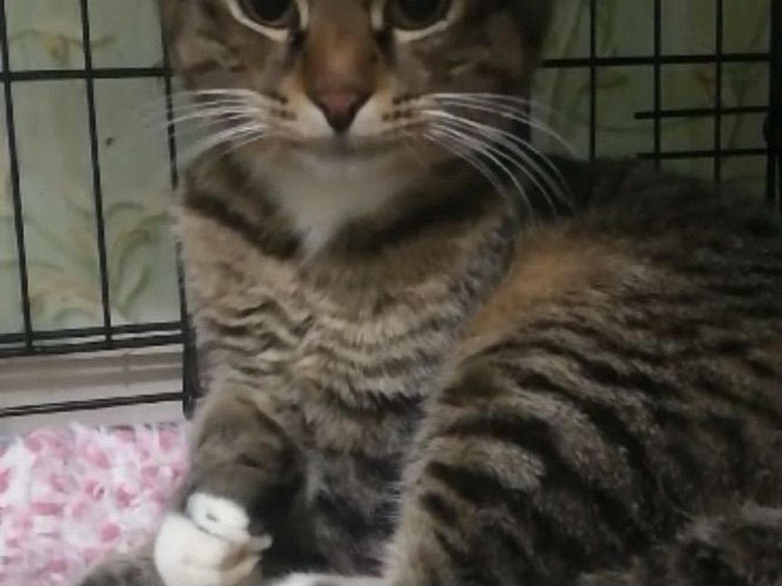 Котик вислоушка