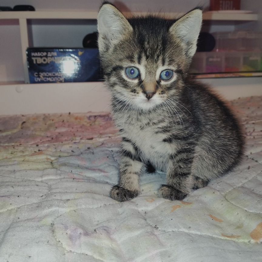 Отдаю котят в добрые руки