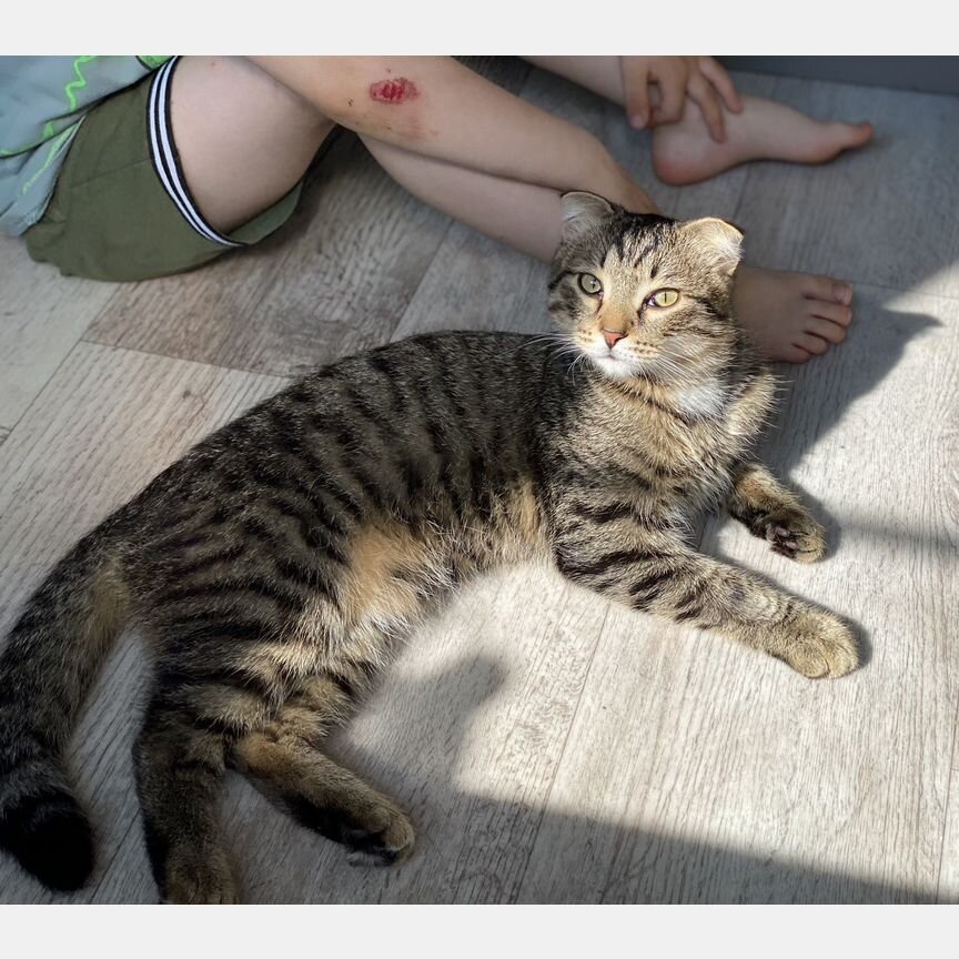 Отдам котенка 7 месяцов