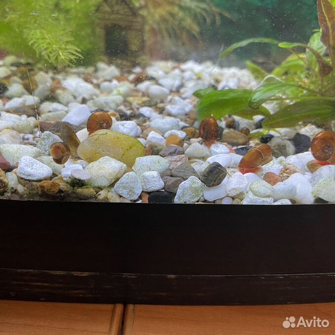 Красная роговая улитка катушка