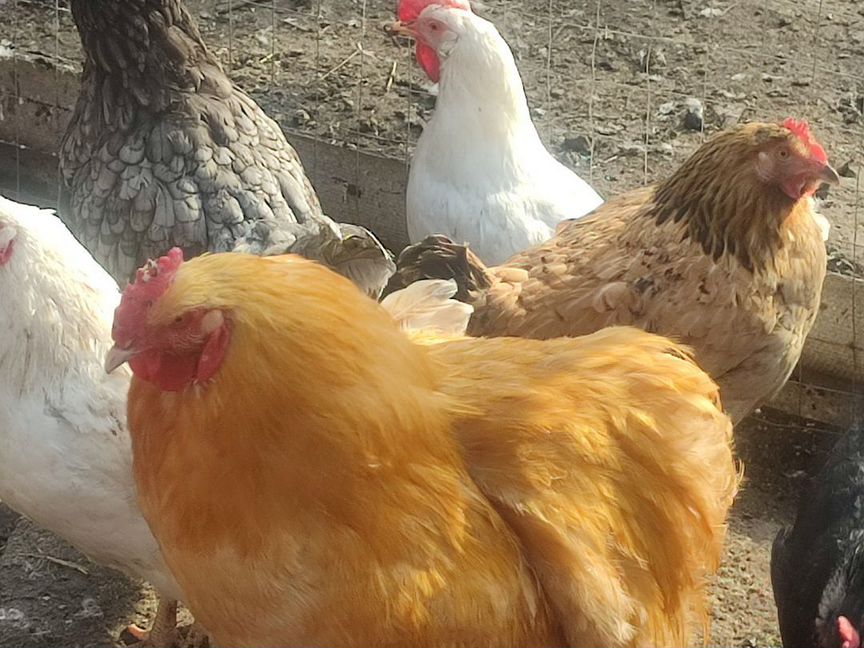Куры и петухи брама
