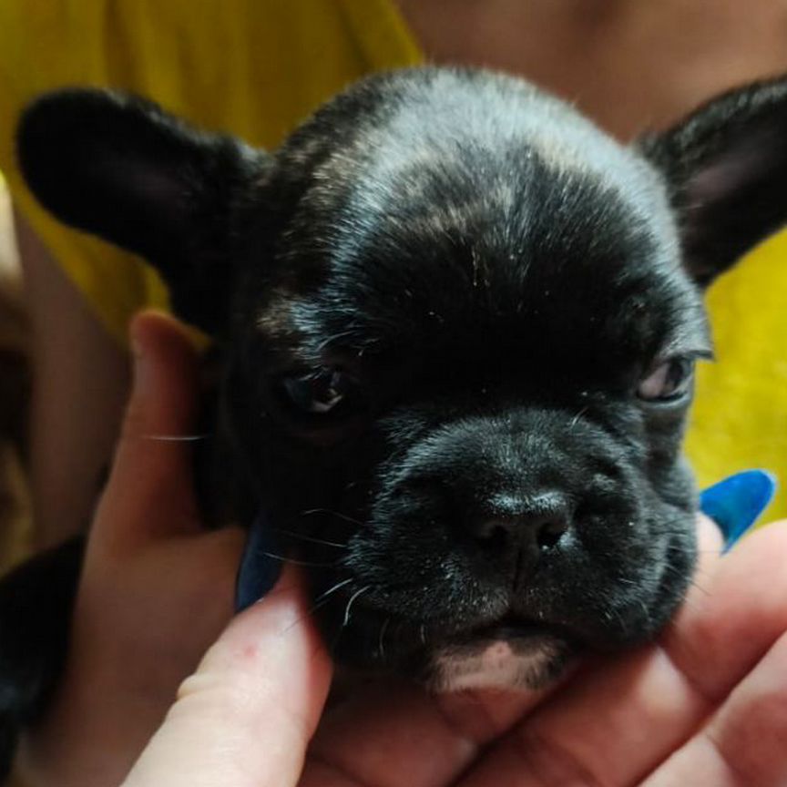 Французский бульдог, щенок