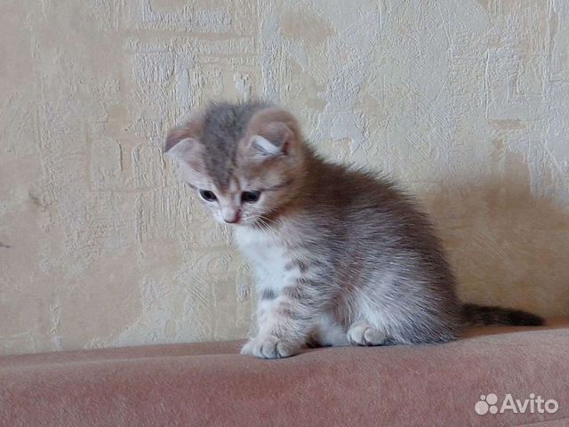 Котенок Шотландская вислоухая девочка