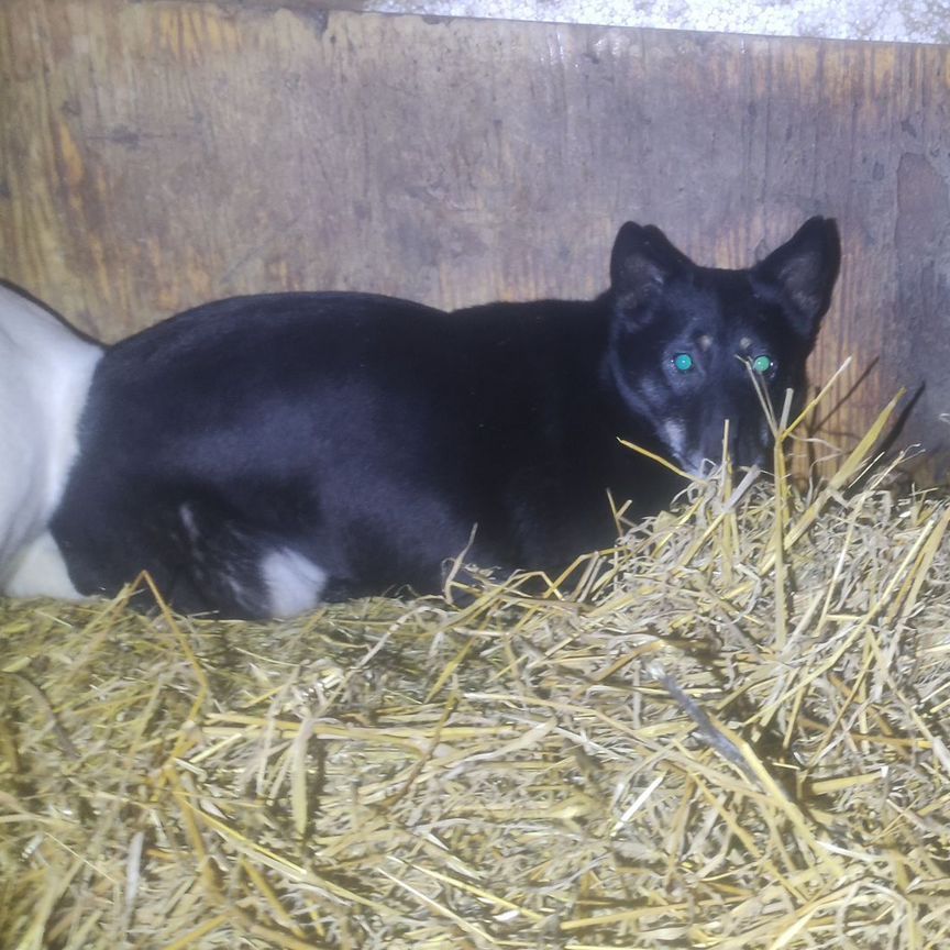 Взрослая собака в добрые руки