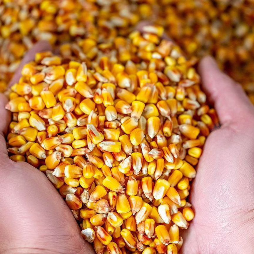 Кукуруза зерно