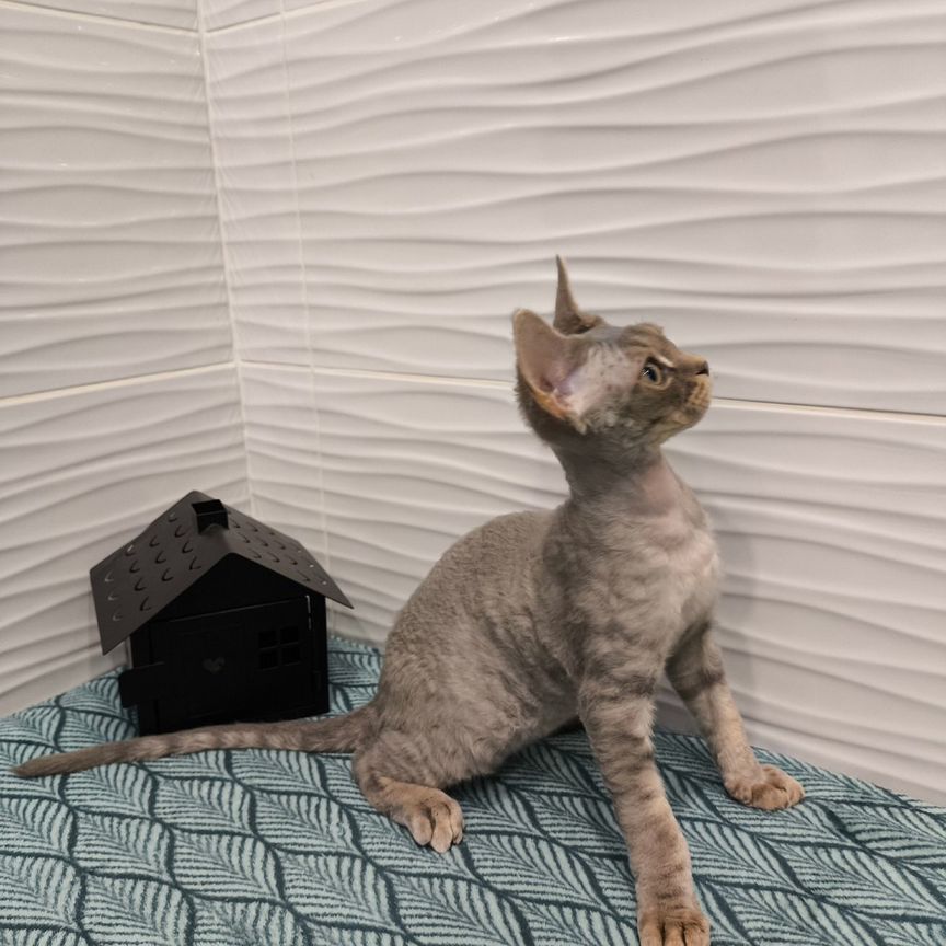 Котята Девон-рекс