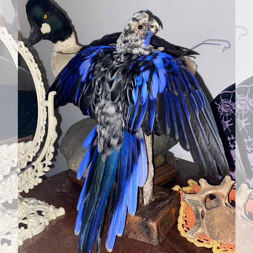 Таксидермия животных