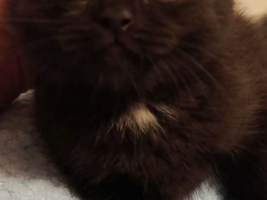 Чёрные шотландские котята