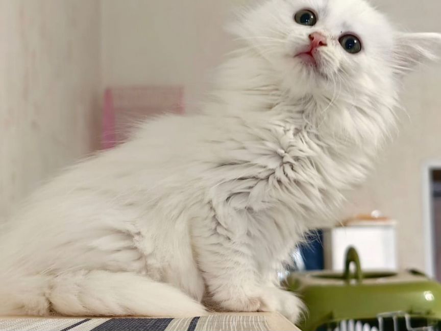 Котенок-девочка в добрые руки