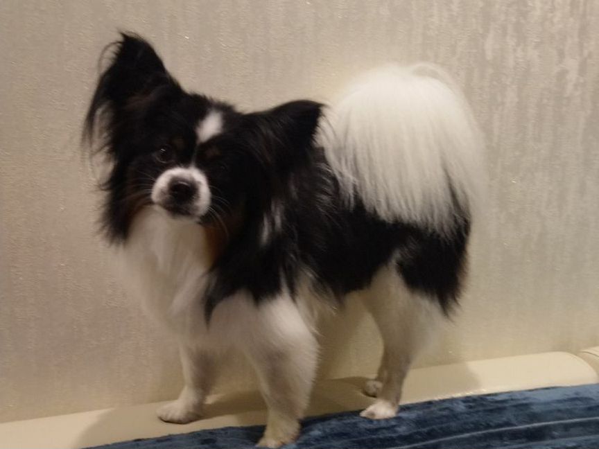 Вязка папийон