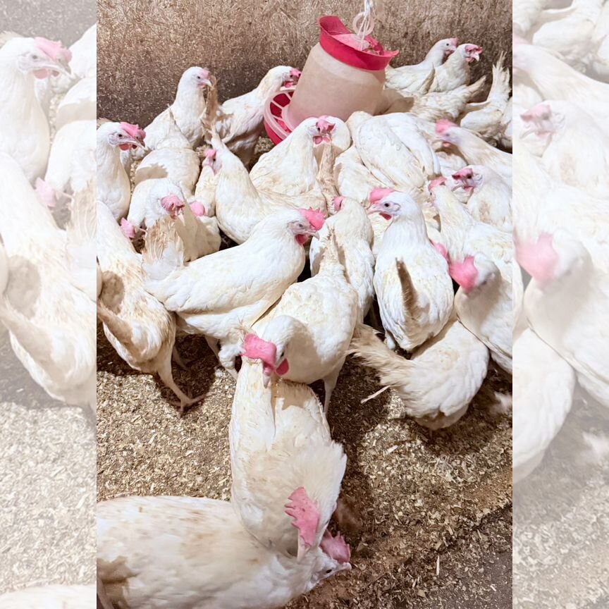 Куры несушки