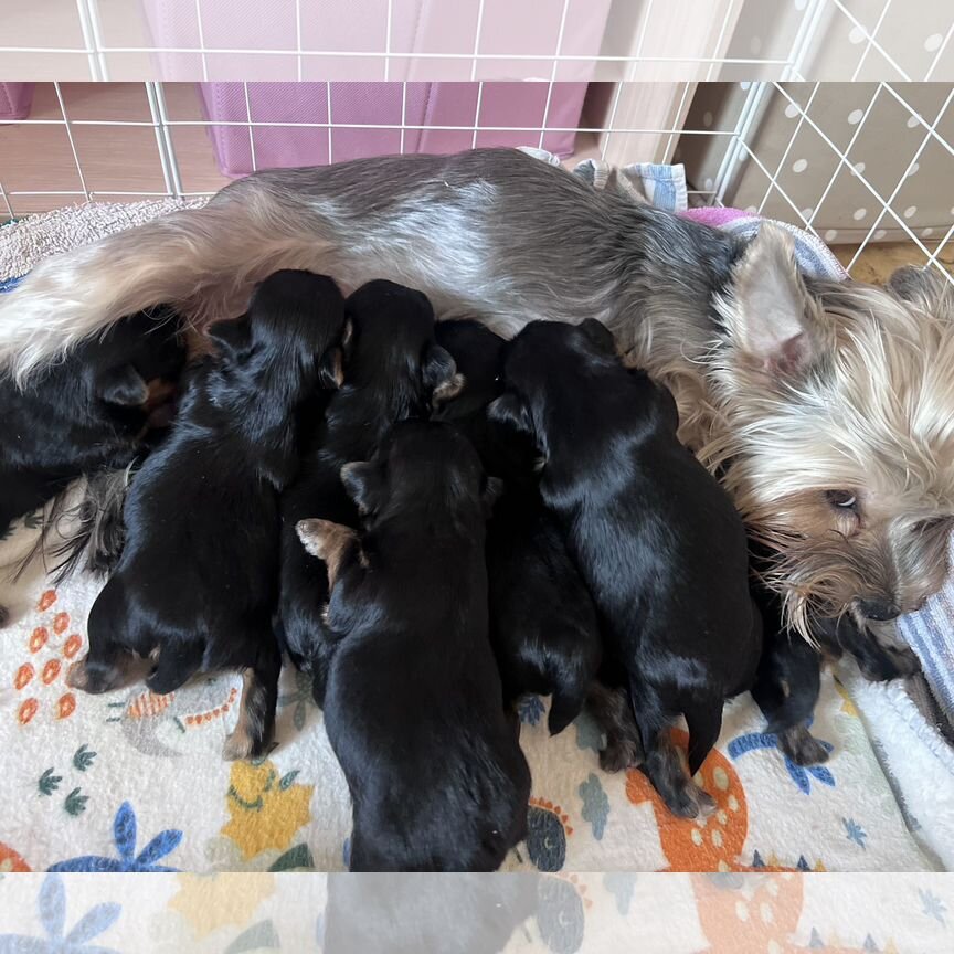 Йоркширский терьер, щенок