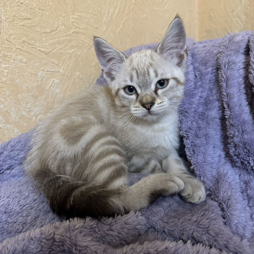 Котята в добрые руки бесплатно мальчик