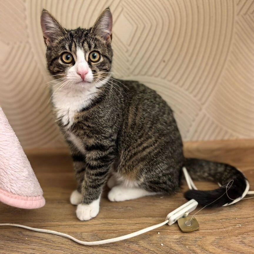 Котик Коржик