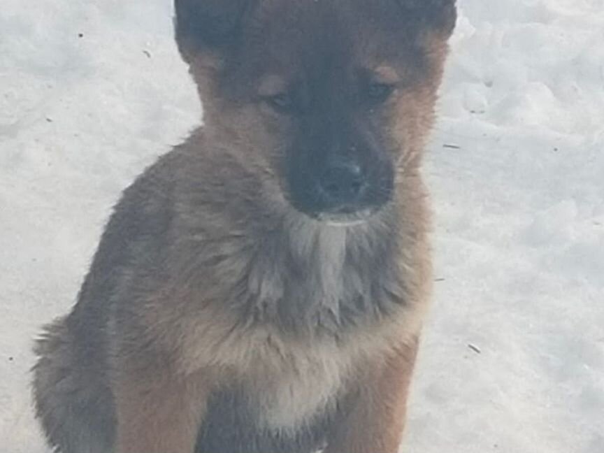 Щенки дворики