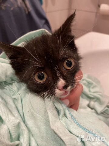 Котенок 1 месяц