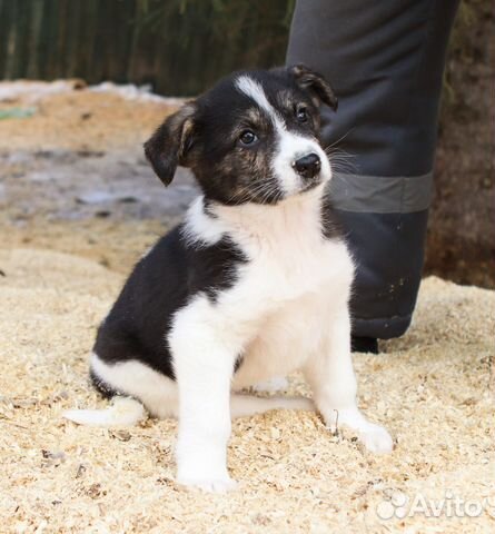 Балу в добрые руки