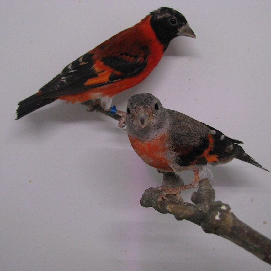 Чиж ог. пара