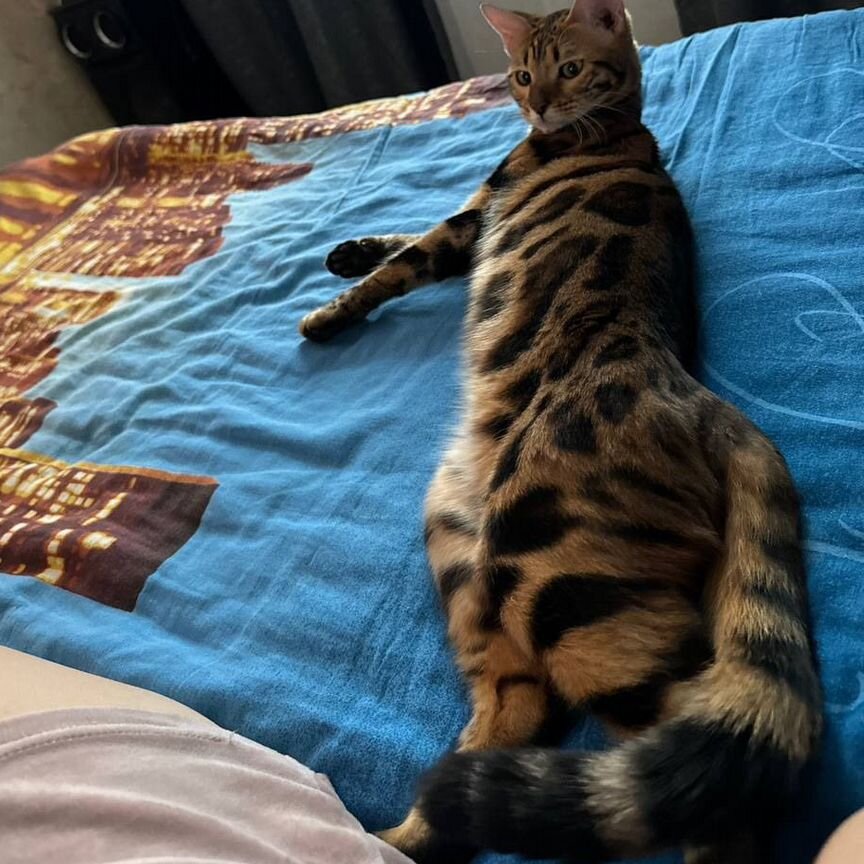 Бенгальская кошка бесплатно
