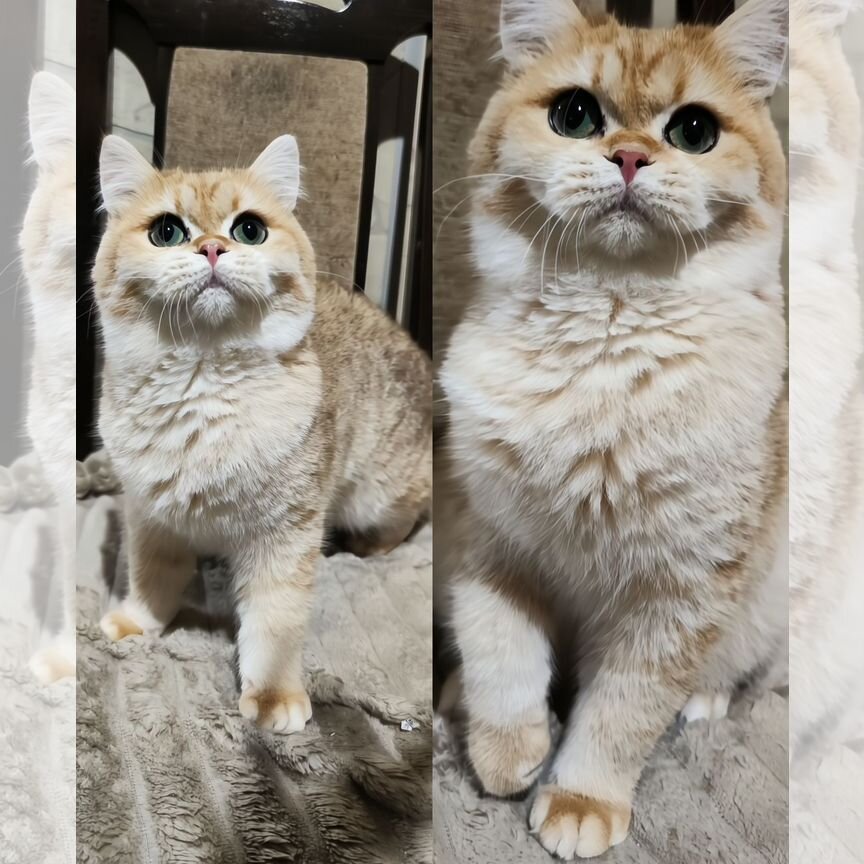 Британская короткошёрстная, взрослая кошка