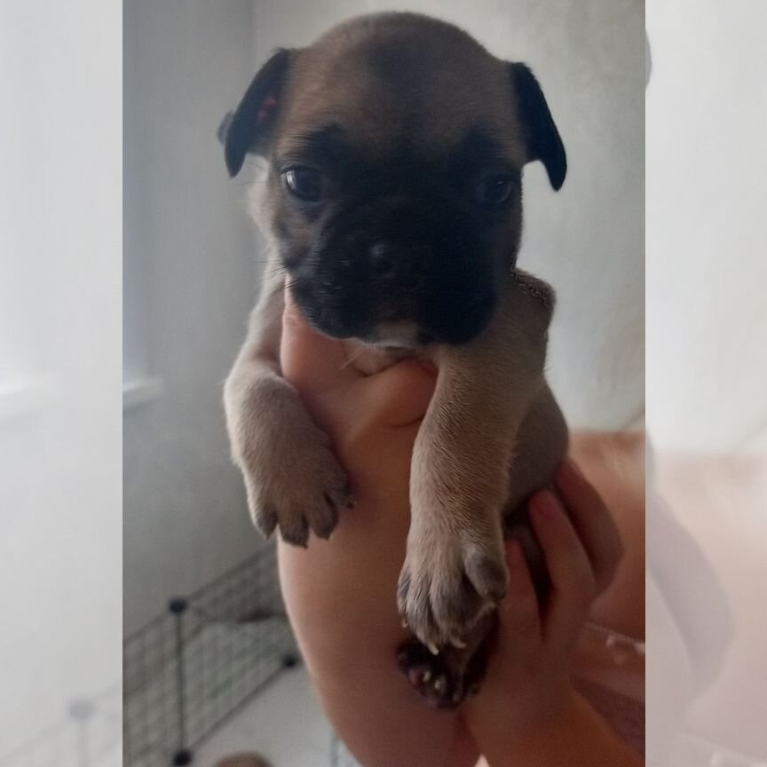 Французский бульдог, щенок