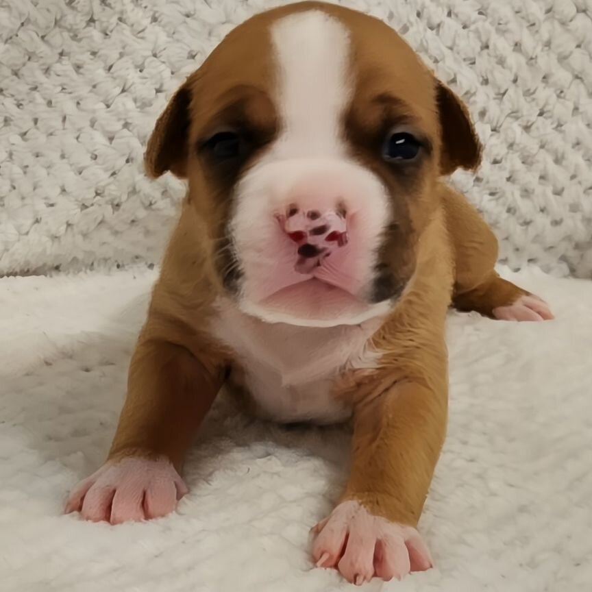 Американский стаффордширский терьер, щенок