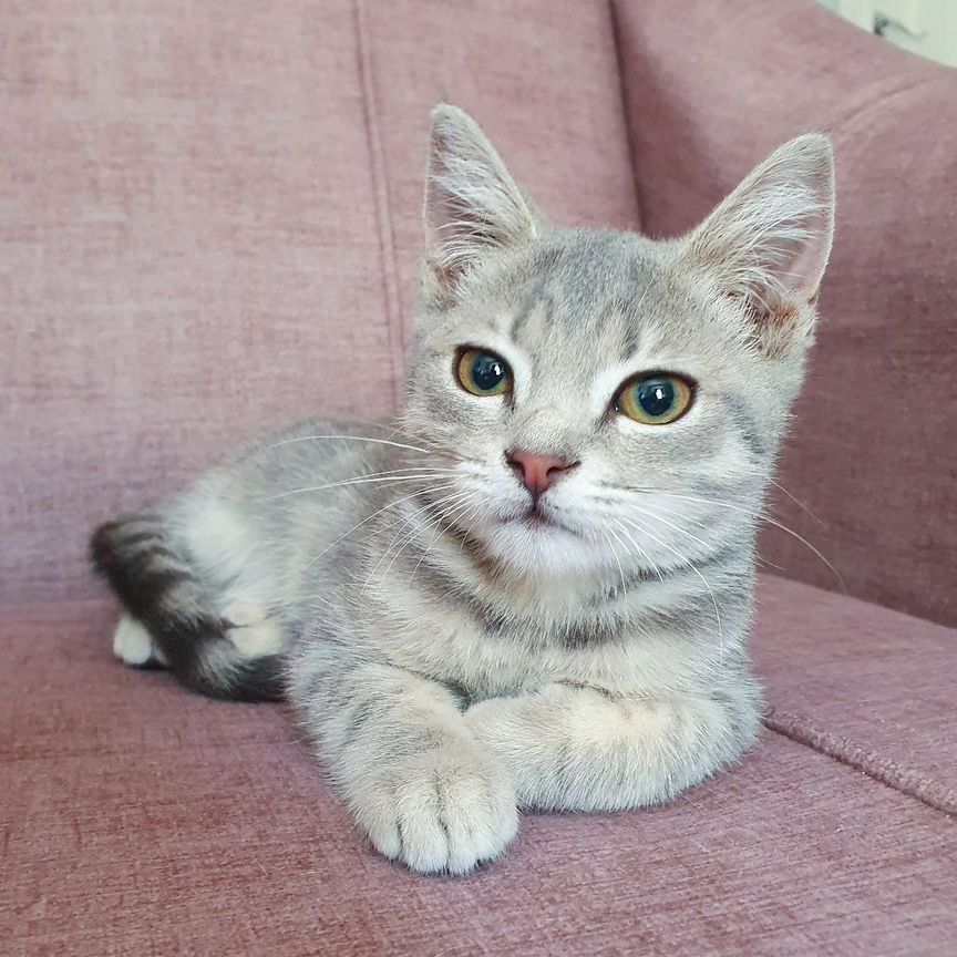Котенок Луна из приюта