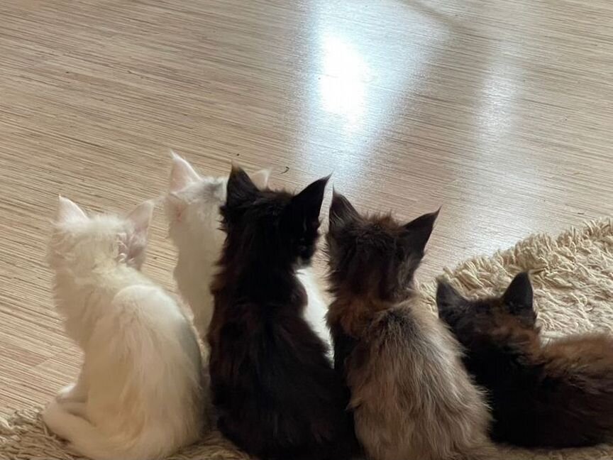 Котята Мейн-Кун
