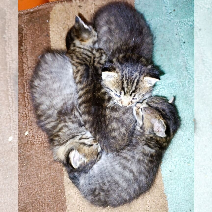 Ориентальный котёнок