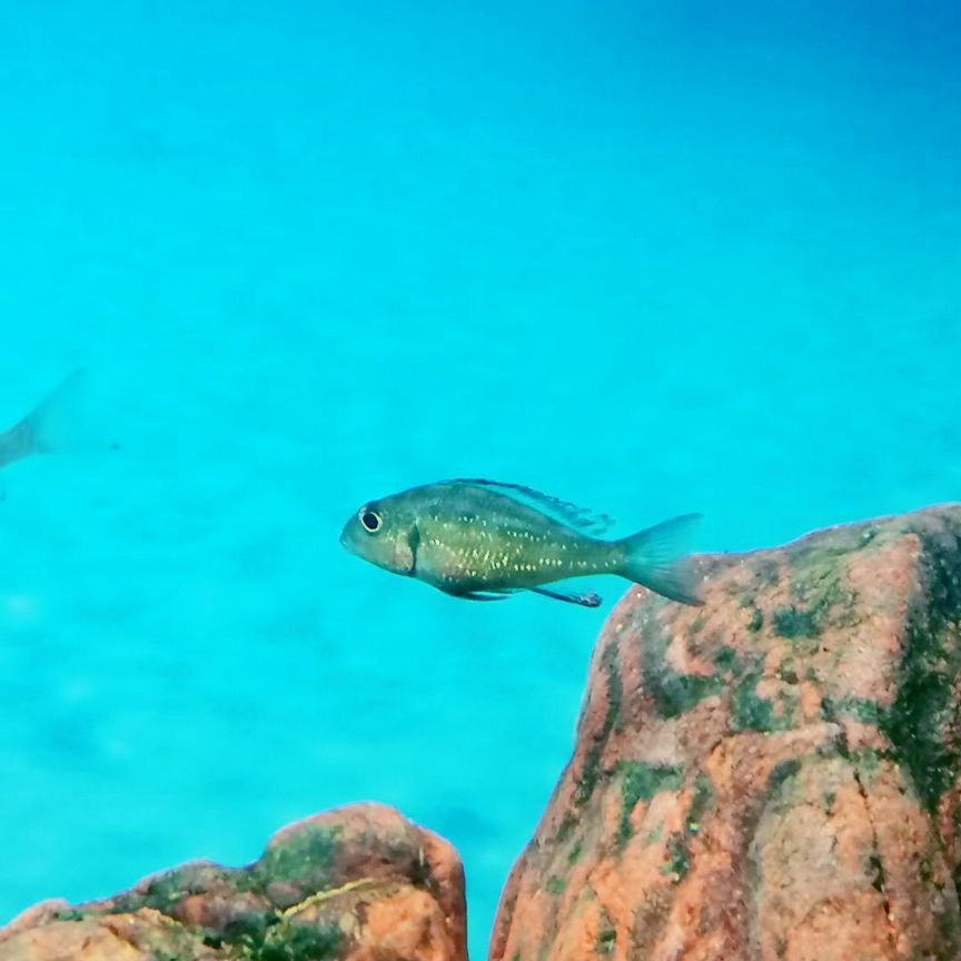 Callochromis macrops red Ndole