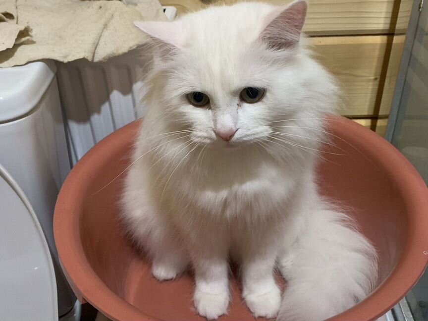 Турецкая ангора