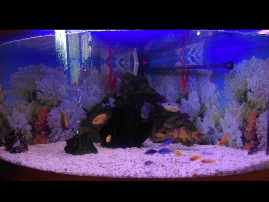 Аквариум с тумбой бу 320 литров (самовывоз)