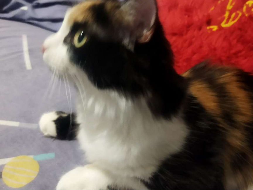 Кошечка в добрые руки