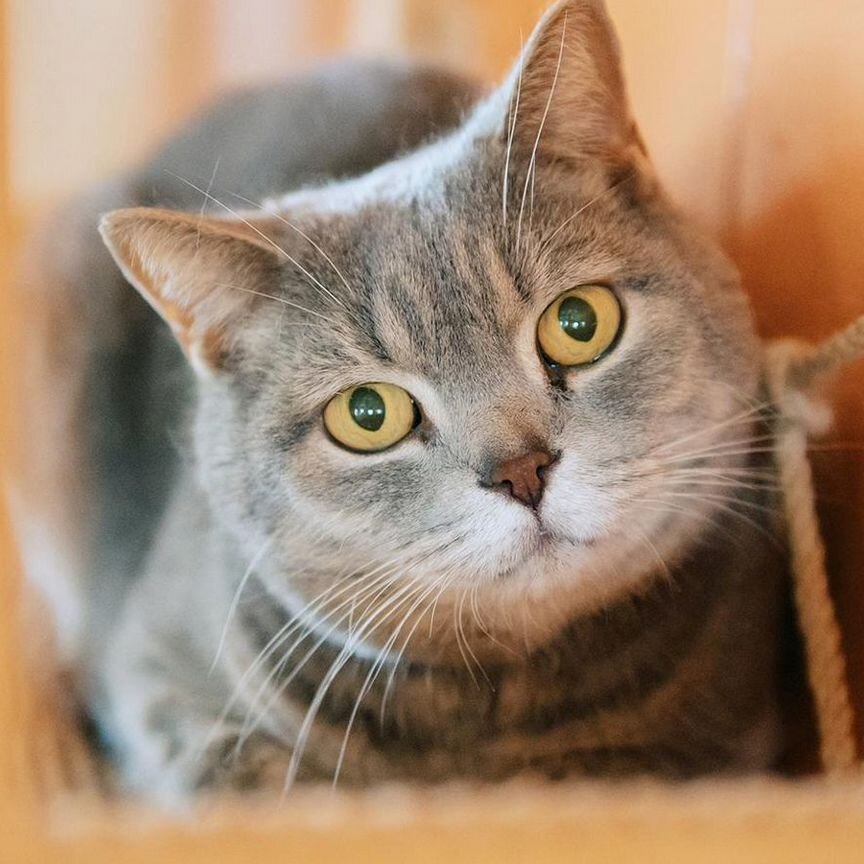 Душенька ищет дом