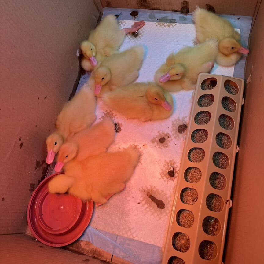 Утята подрощенные порода черри велли