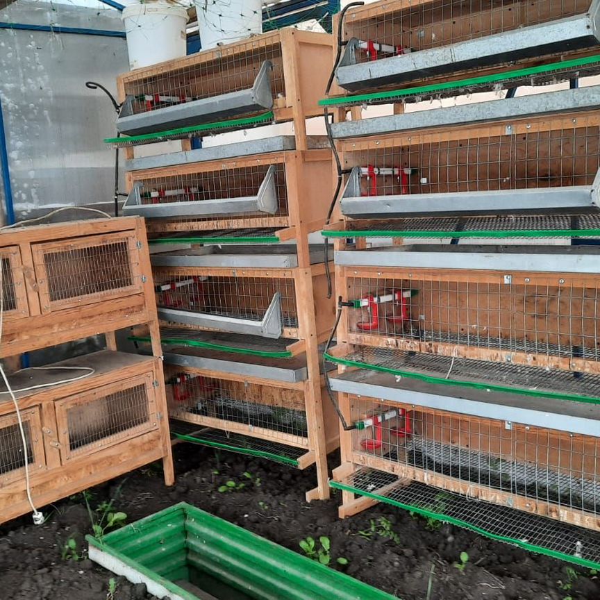 Клетки для перепелов