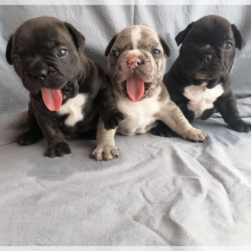 Французский бульдог, щенок