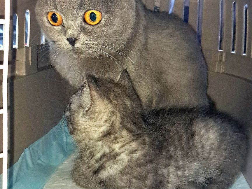 Шотландская вислоухая кошечка 2 года