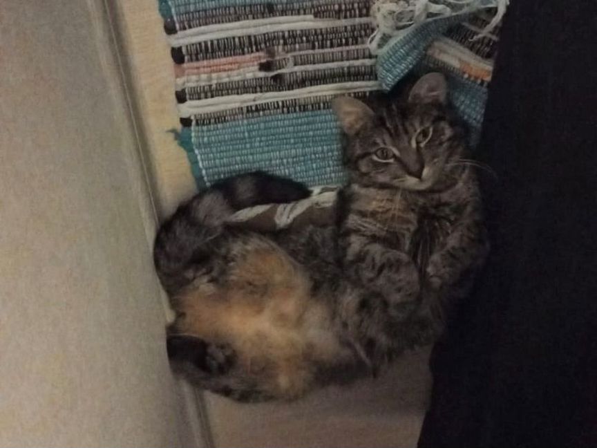 Кошка подросток ищет дом