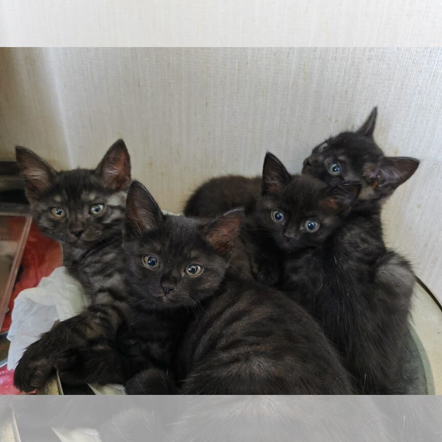 Котята в добрые руки бесплатно