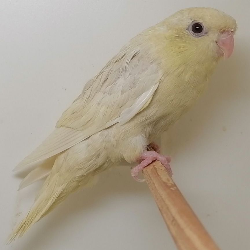 Толстоклювый попугай Катерины