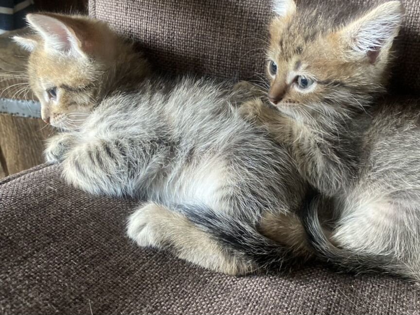 Два серых котенка 1,5 месяца