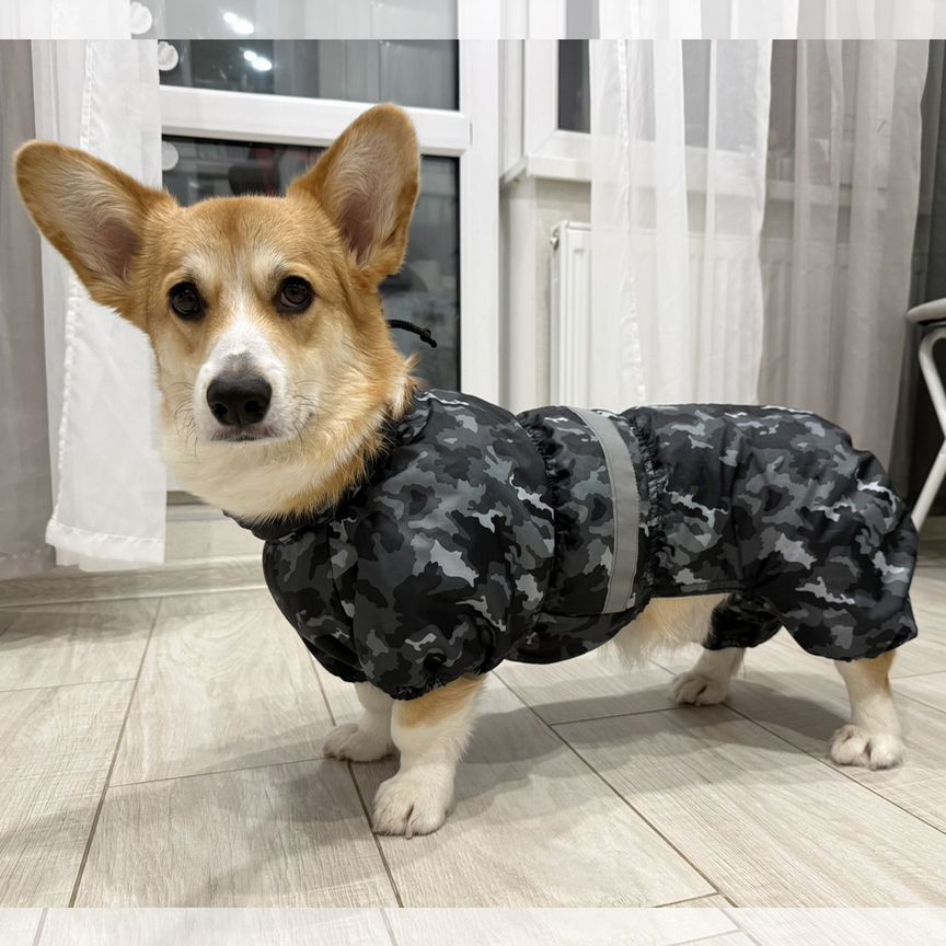 Одежда для собак