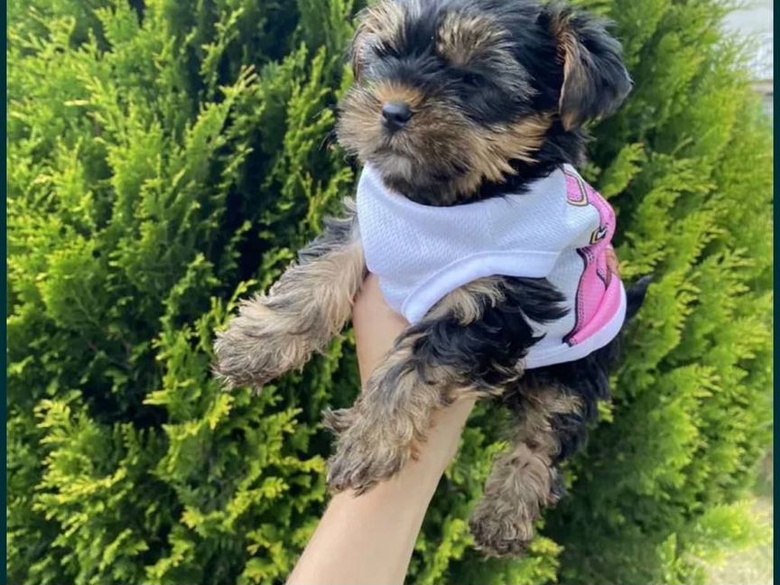 Шикарные девочки мини