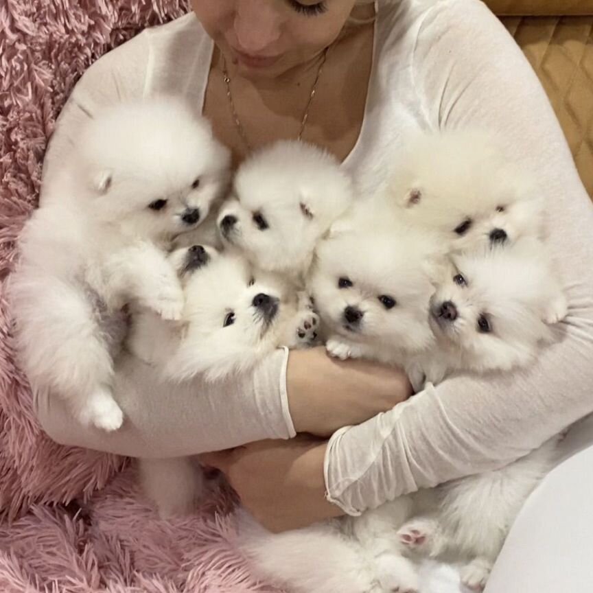 Померанский шпиц мини